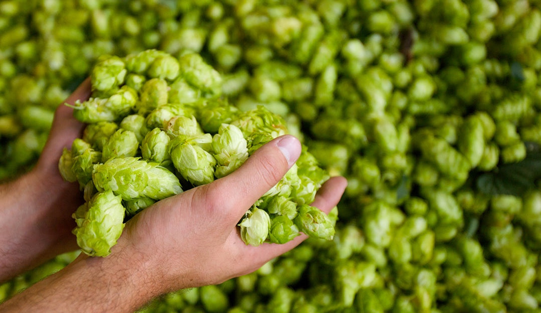 Loral Hops for Home Brewing | 1oz Fresh Pellets